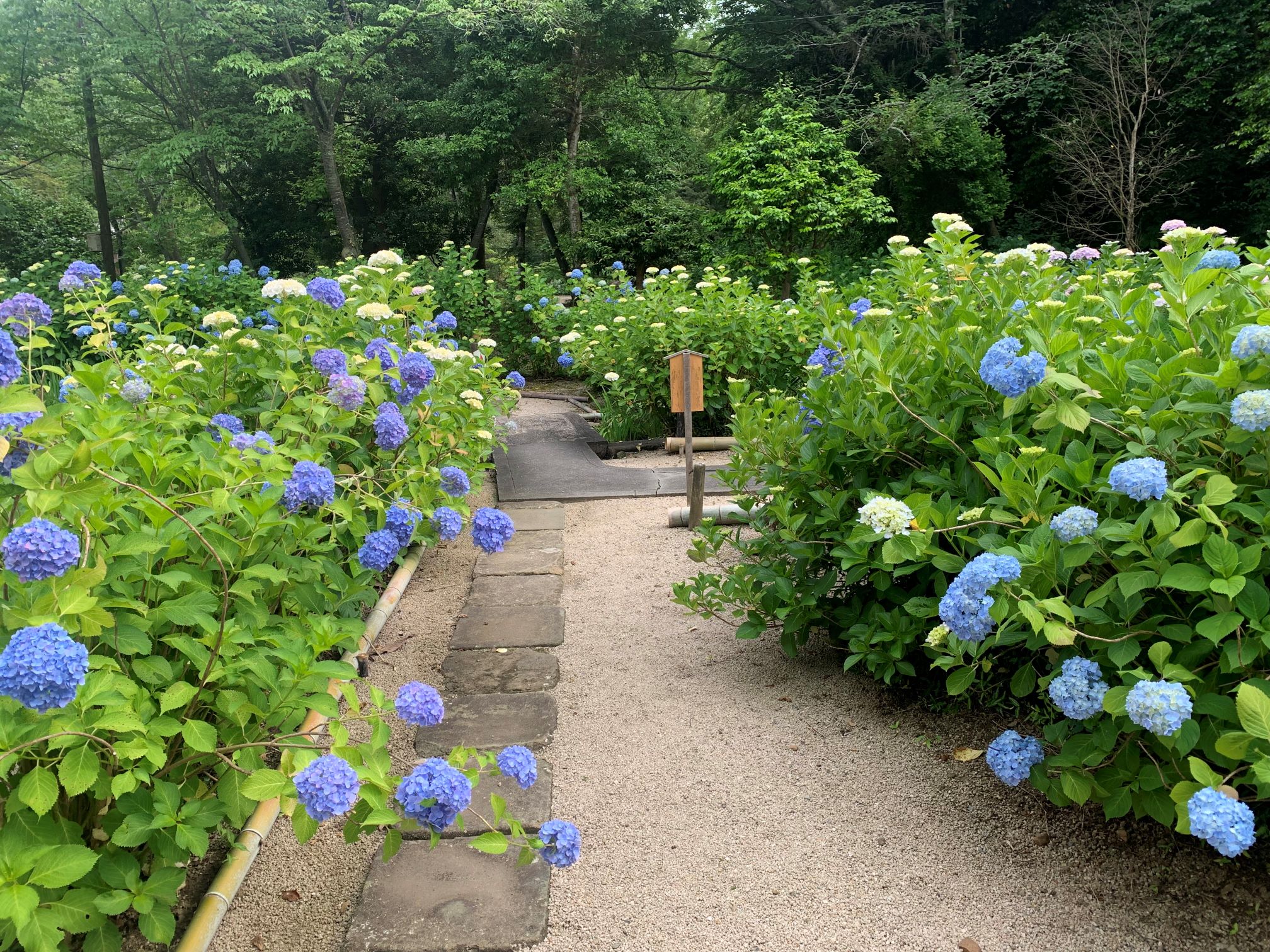 Enchanting display of blooming hydrangeas at Matsue’s Gessho-ji Temple ...